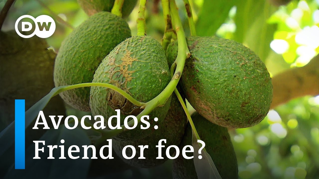 Avocado - A Positive Superfood Trend? | DW Documentary