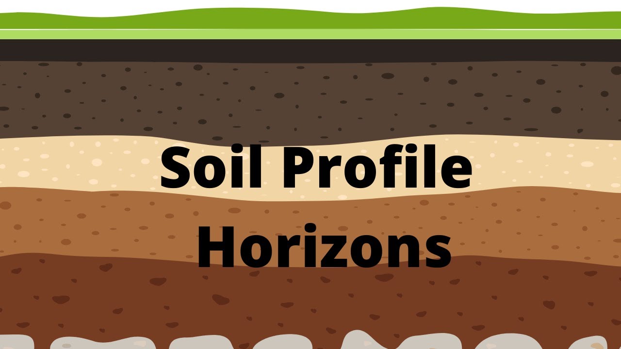 Soil Profile And Soil Horizons